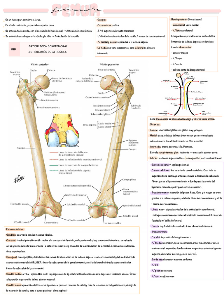 Anatomía de la línea áspera del fémur | PDF | Anatomía humana ...