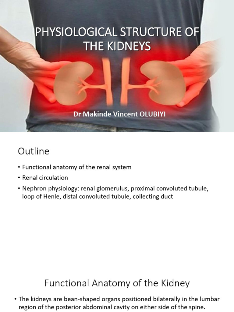 Functional Anatomy of The Kidneys and Nephron | PDF | Kidney | Urinary ...
