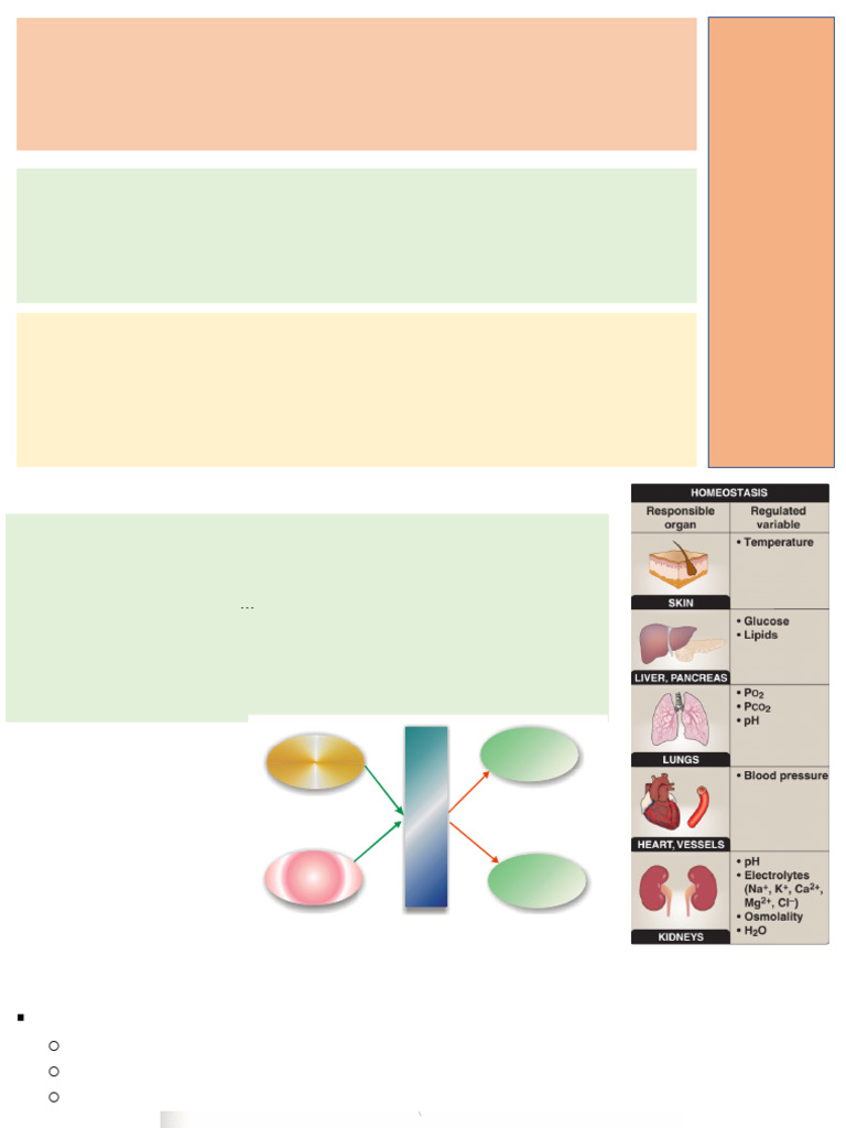 Z Vegetative Functions of ANS | PDF | Hypothalamus | Autonomic Nervous ...
