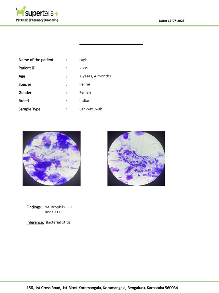 Ear Cytology - Layla 1 | PDF