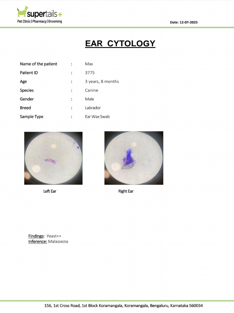 Max Ear Cytology | PDF