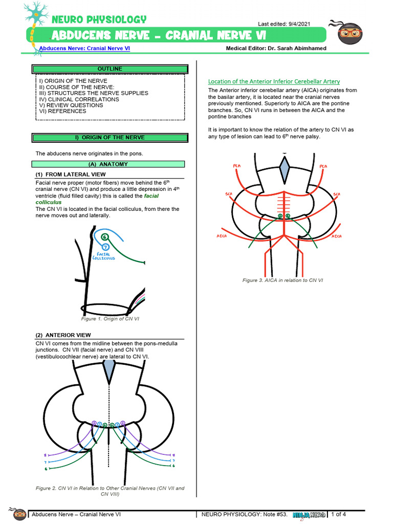 Abducens Nerve - Cranial Nerve VI Atf - Removed | PDF | Human Anatomy ...