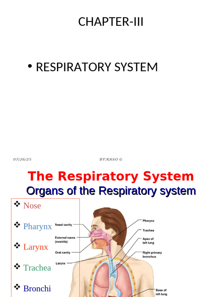 Lungs in the Thoracic Cavity | PDF | Respiratory Tract | Larynx