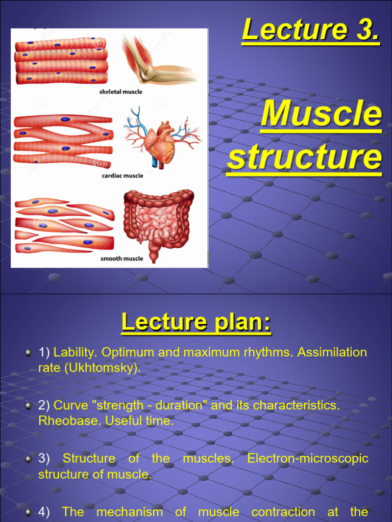 Muscle Structure and Contraction Mechanisms | PDF | Muscle Contraction ...