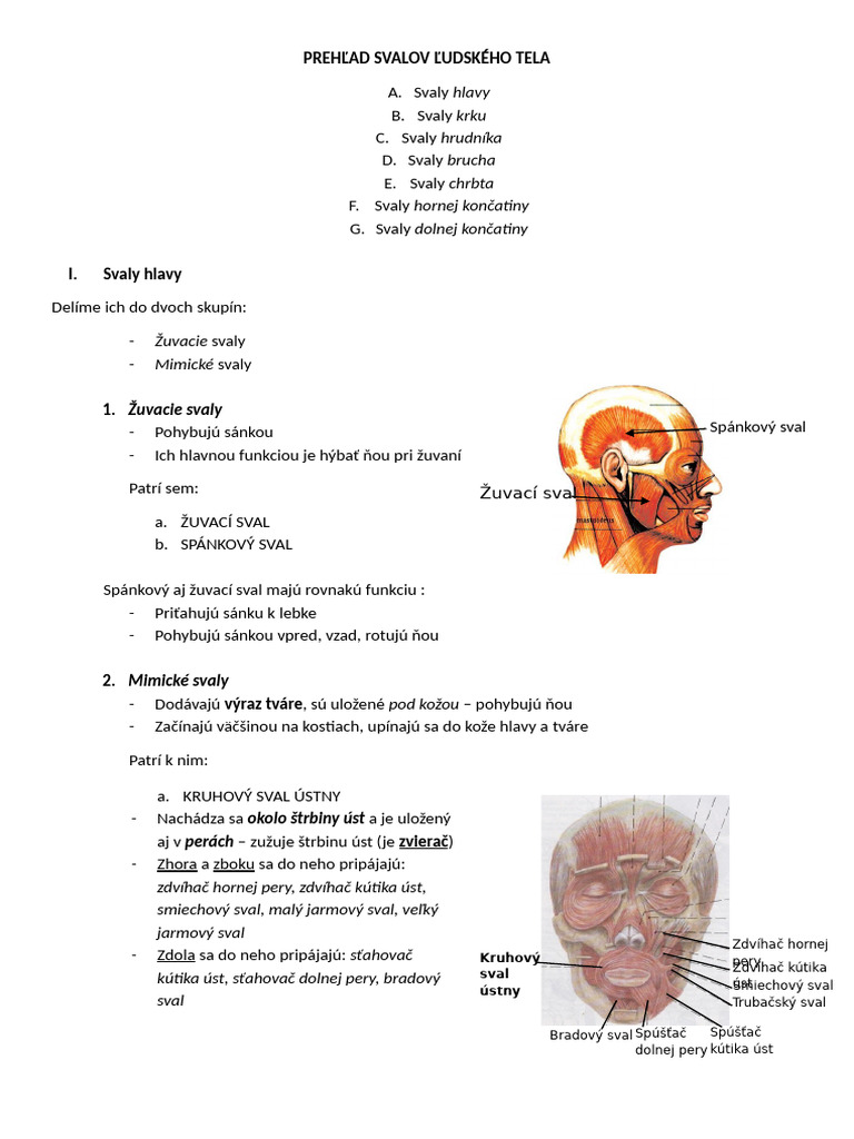 Svaly | PDF