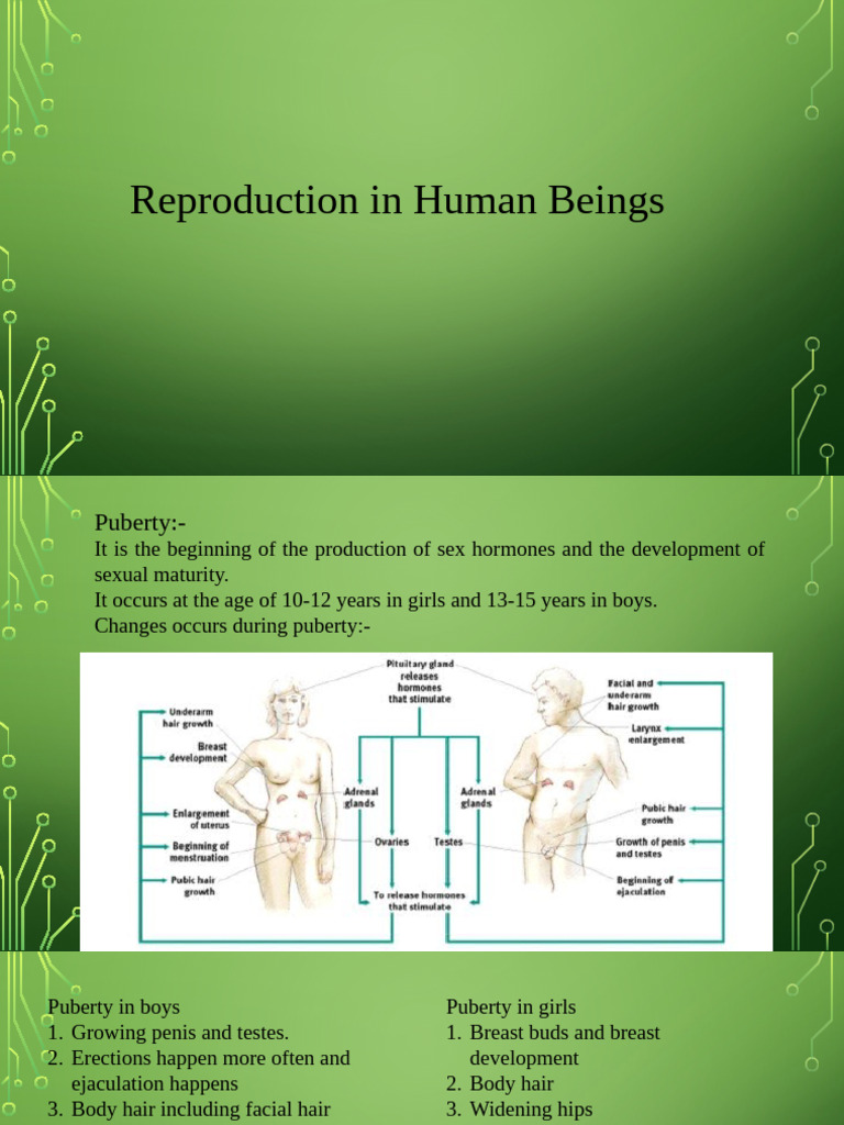 Human Reproductive System Overview | PDF | Testicle | Anatomy