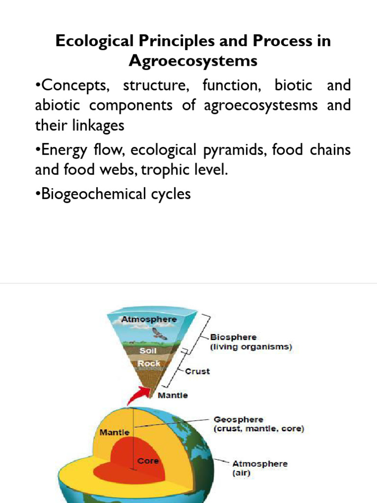 Chapter # 4.2 Ecological system (1) | PDF | Food Web | Ecosystem