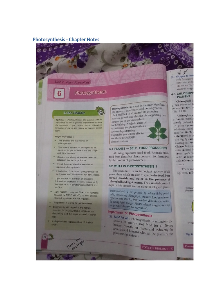 Photosynthesis Chapter Notes | PDF