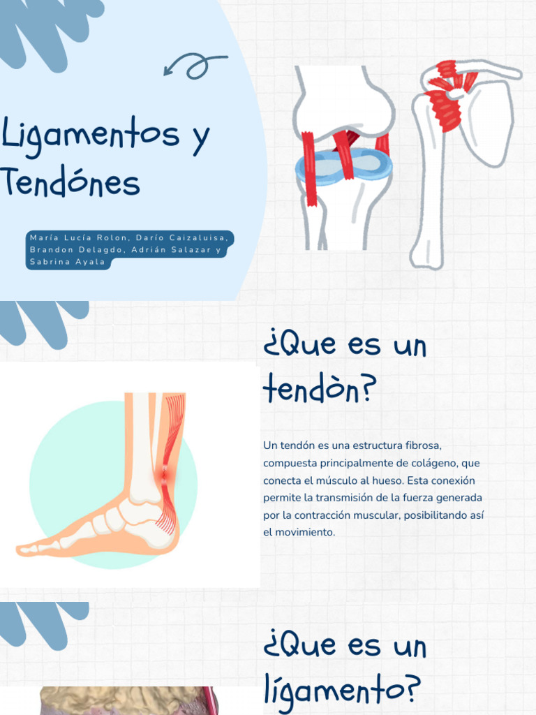 Tendones y ligamentos: Funciones y lesiones | PDF | Tendón | Sistema ...