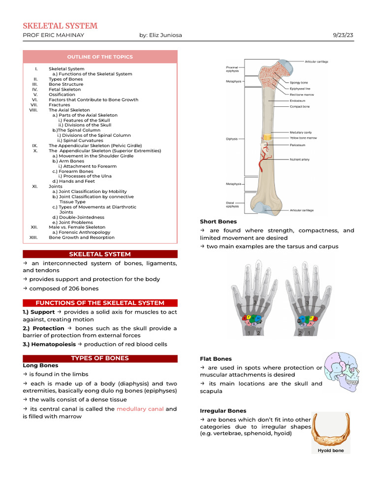 Comprehensive Guide to the Skeletal System | PDF | Anatomical Terms Of ...