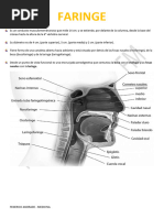 Anatomía y Fisiología de La Rinofaringe, Orofaringe e Hipofaringe | PDF ...