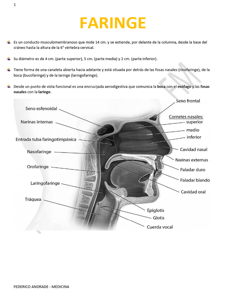 Faringe - 2025 | PDF | Laringe | Anatomía humana