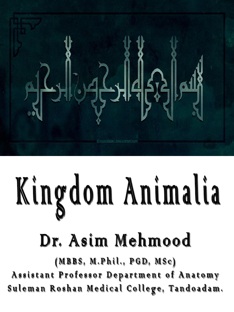 Overview of Kingdom Animalia | PDF | Sponge | Nematode