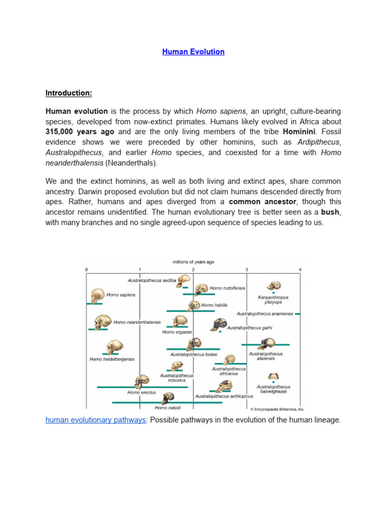 Human Evolution: An Overview | PDF | Homo | Human Evolution