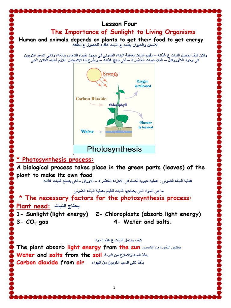 Photosynthesis Basics for Grade 4 | PDF | Photosynthesis | Plants