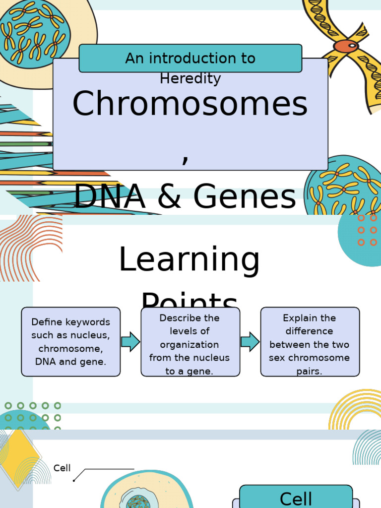 Lesson 3 DNA Chromosomes and Genes | PDF | Allele | Dna