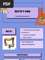 Anatomía y Fisiología Anorectal | PDF | Recto | Sistema digestivo