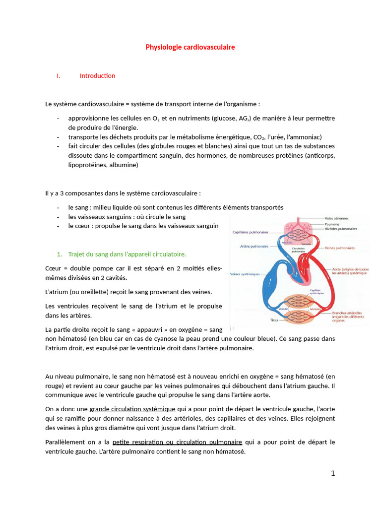 Physiologie et anatomie du cœur humain | PDF | Valve cardiaque ...