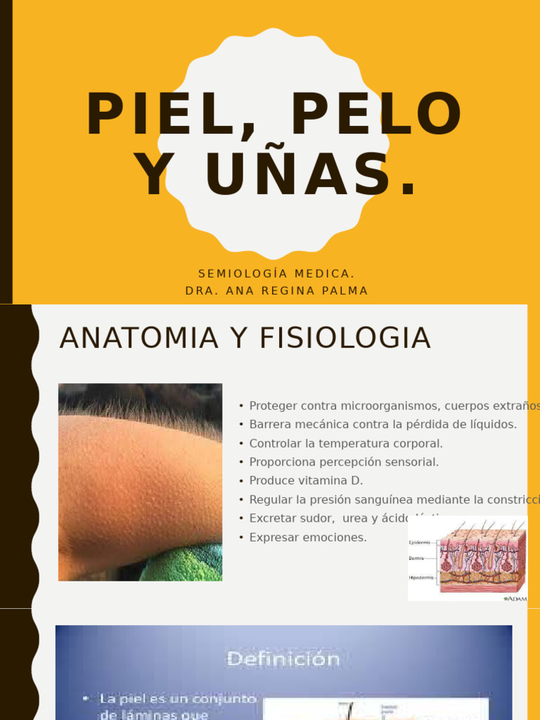 Piel, Pelo y Uñas | PDF