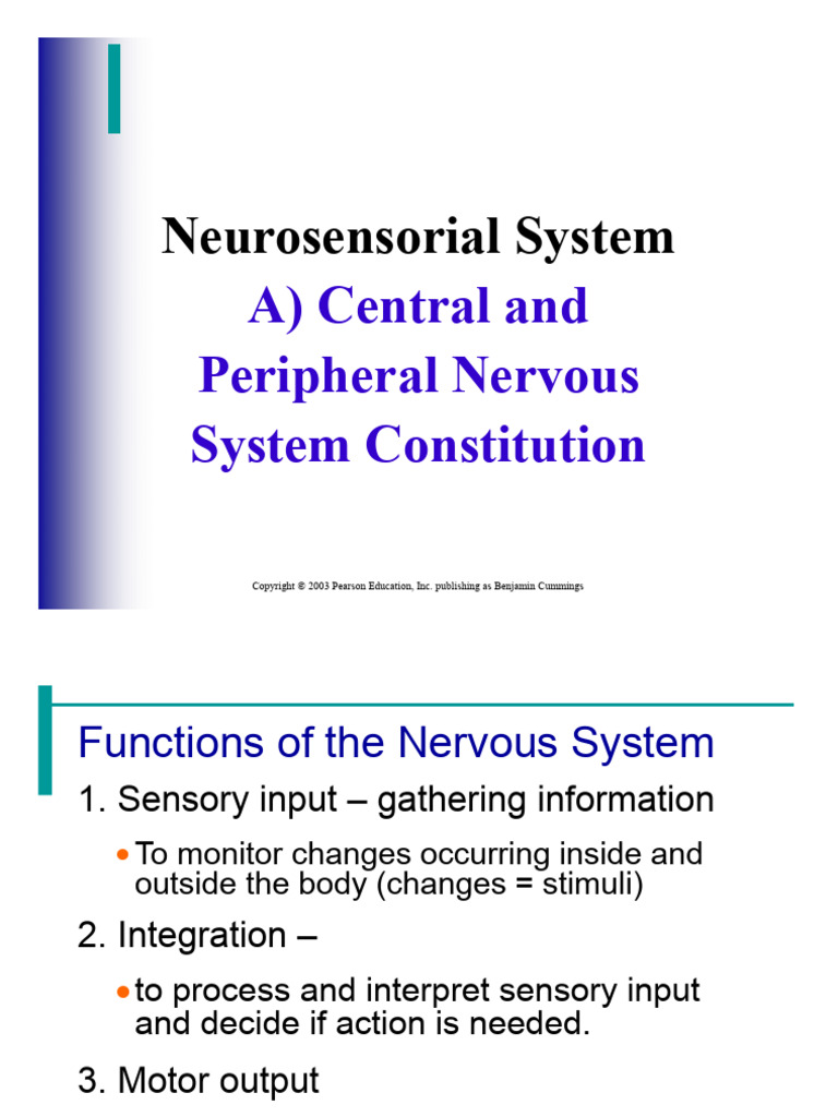 Anatomy and Physiology of CNS | PDF | Cerebrum | Nervous System