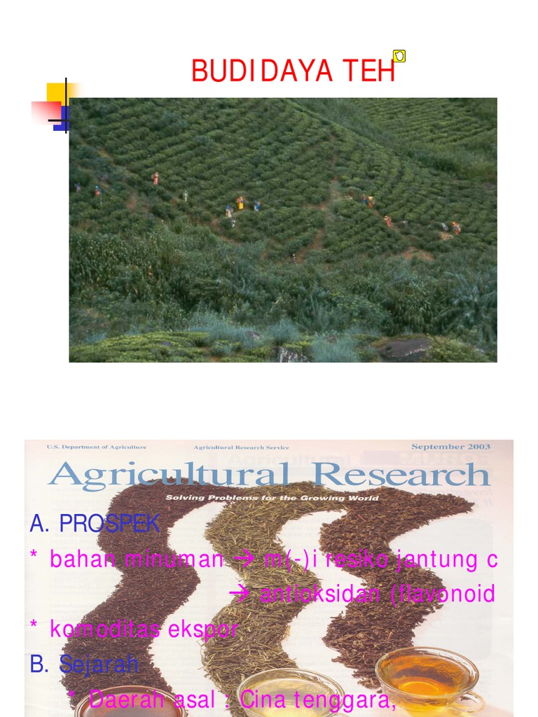 Budidaya Tanaman Teh | PDF