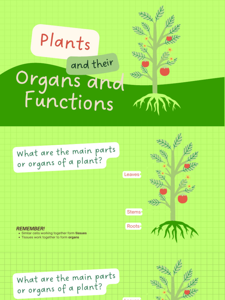 Lesson 1.3 Plants and Their Systems | PDF | Plant Stem | Leaf