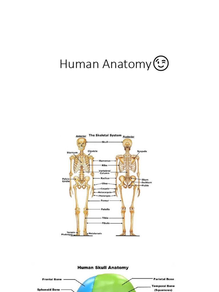 Human Anatomy | PDF