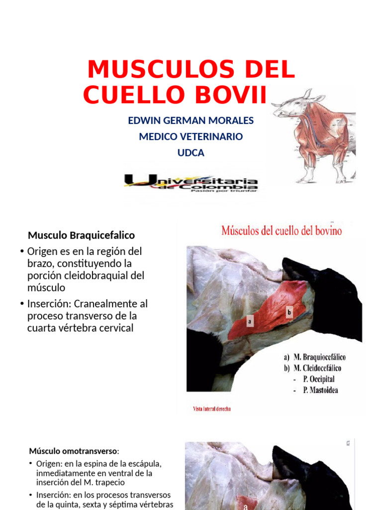 Músculos del Cuello en Bovinos | PDF | Vértebra | Anatomía humana