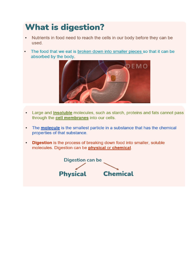 Human Digestive System | PDF