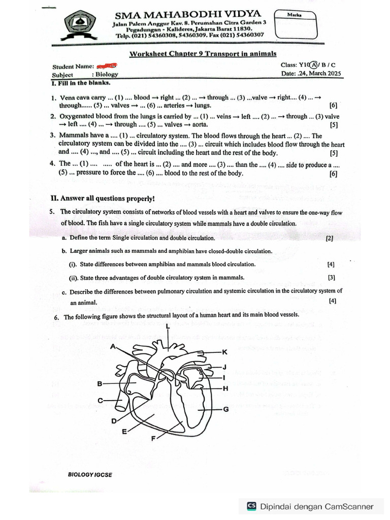 Transport in Animals Worksheet | PDF