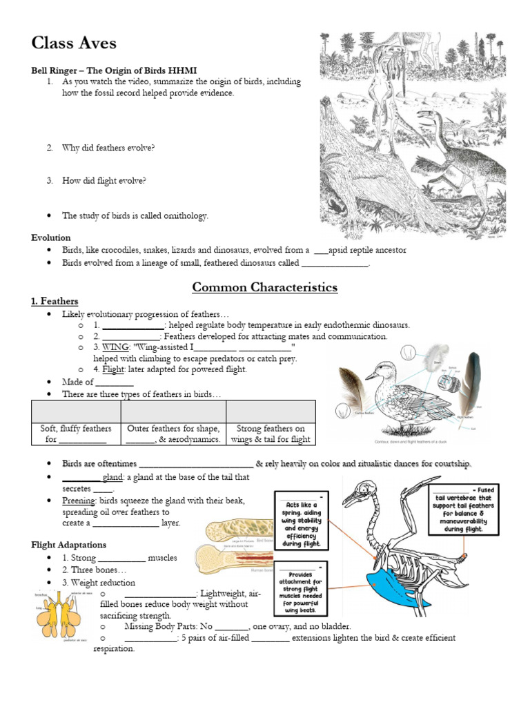 Evolution and Adaptations of Birds | PDF | Birds | Feather