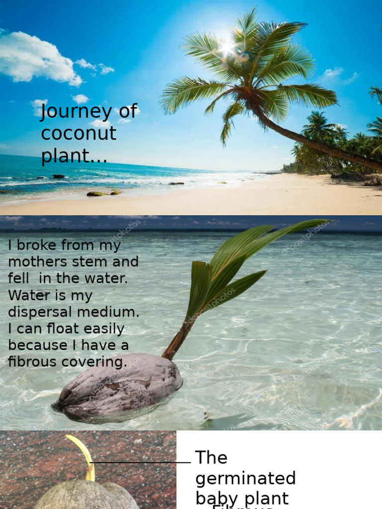 Coconut Plant Growth Stages Explained | PDF
