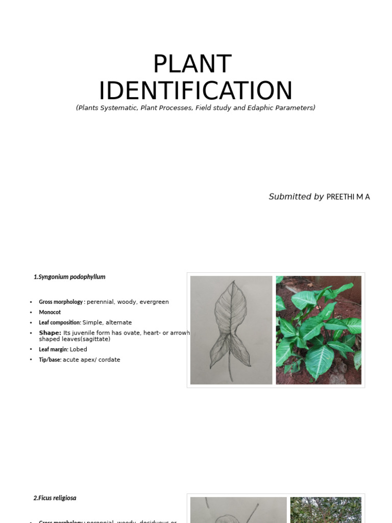 Plant Identification | PDF | Leaf | Branches Of Botany
