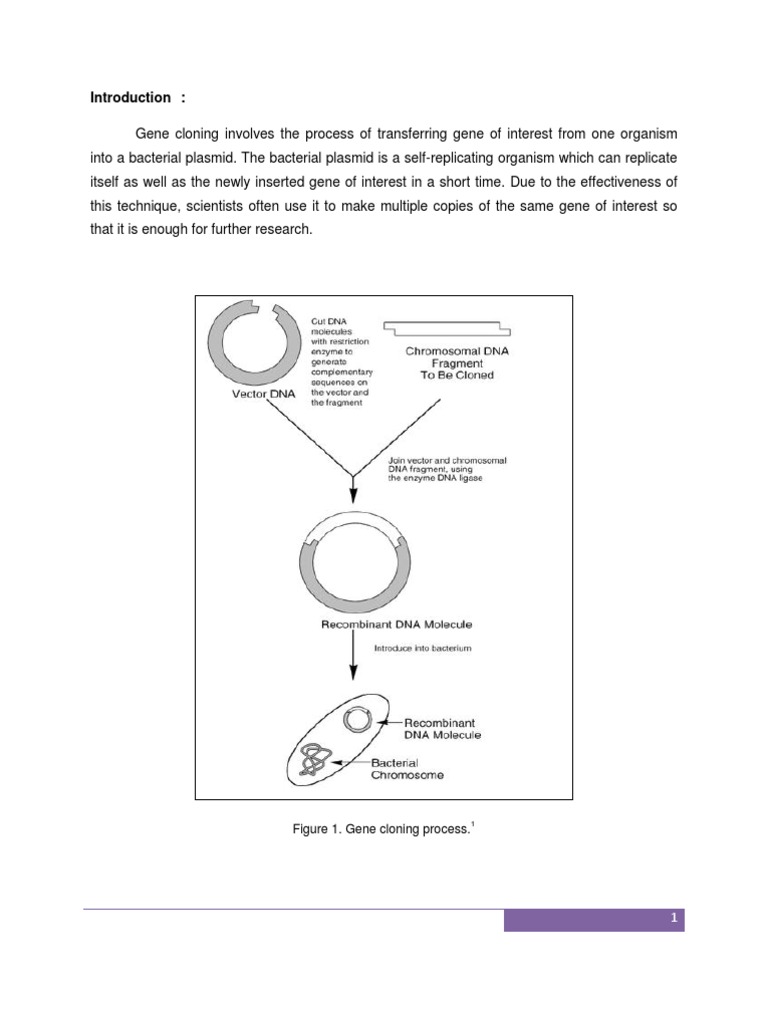 Practical 1 | PDF | Molecular Cloning | Plasmid