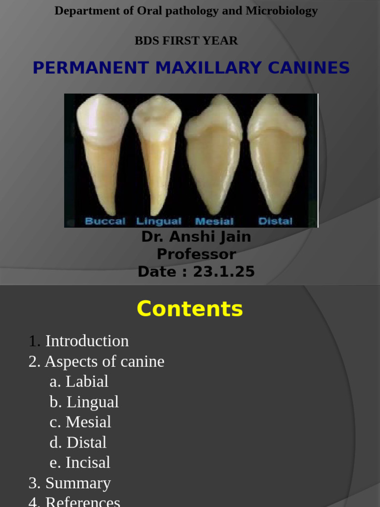 Anatomy of Maxillary Canines Explained | PDF | Dental Anatomy | Primate ...