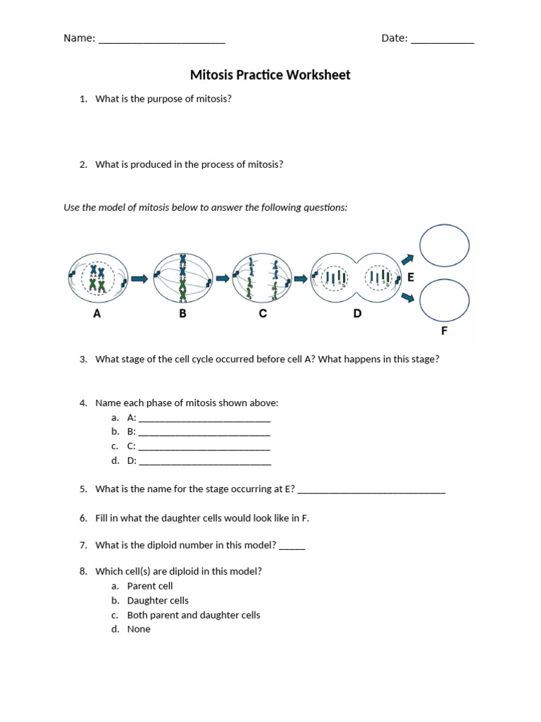 Mitosis Practice Worksheet | PDF