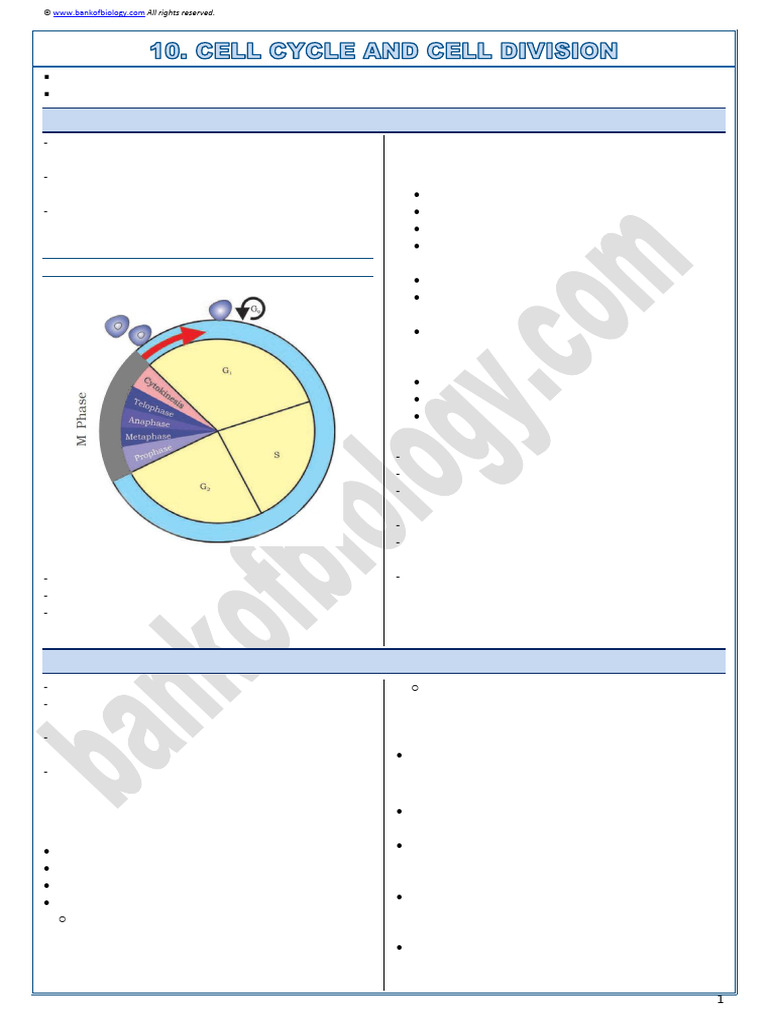 Understanding the Cell Cycle and Mitosis | PDF | Mitosis | Cell Cycle