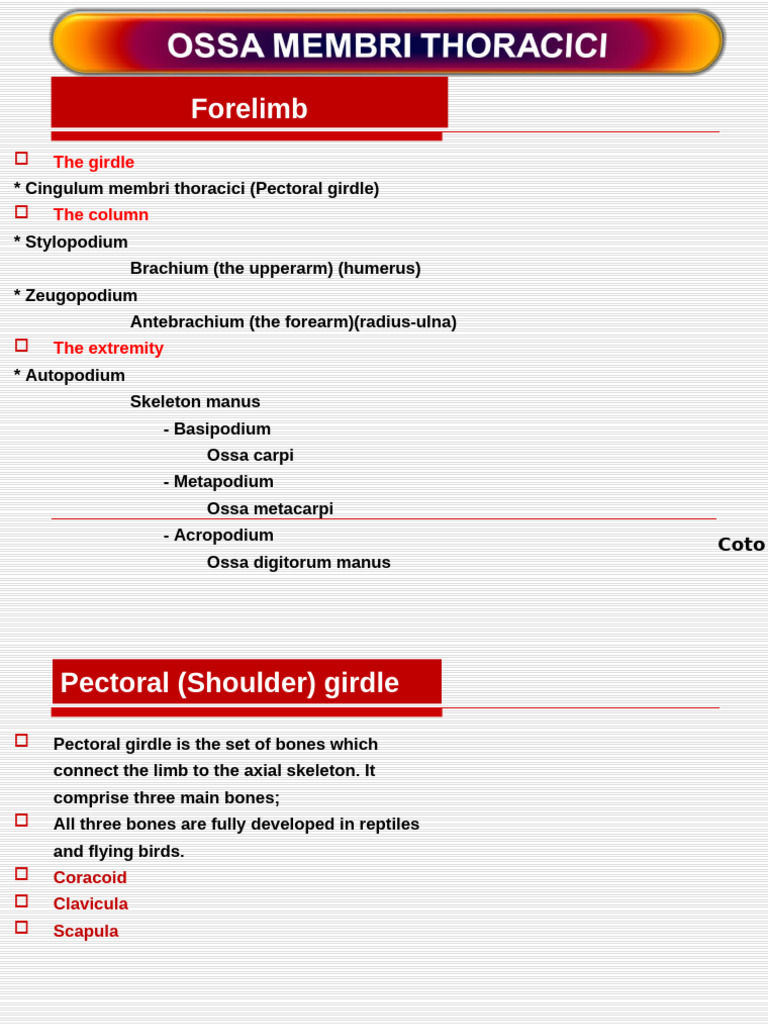 Week 03 - Osteology (Forelimb Bones) | PDF | Skeletal System | Limbs ...