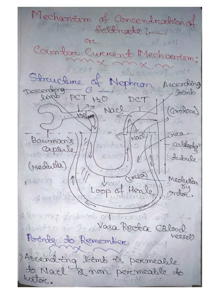 Counter Current Mechanism | PDF