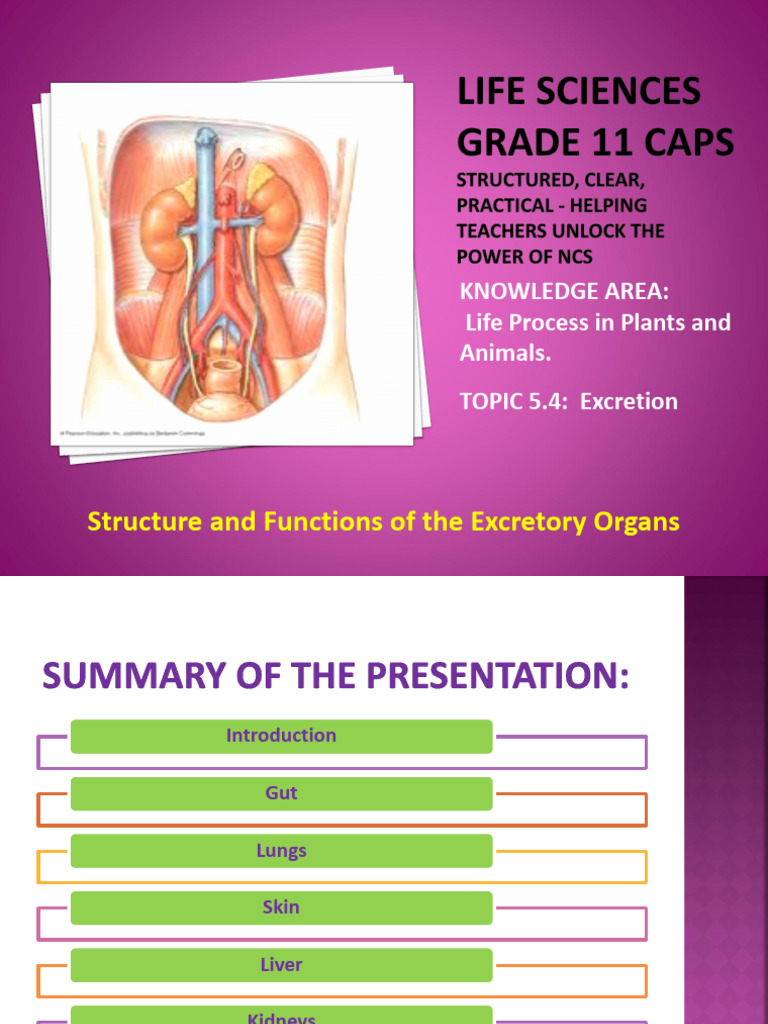 PP23 Excretory Organs and Their Function 1466512390 010332 | PDF ...