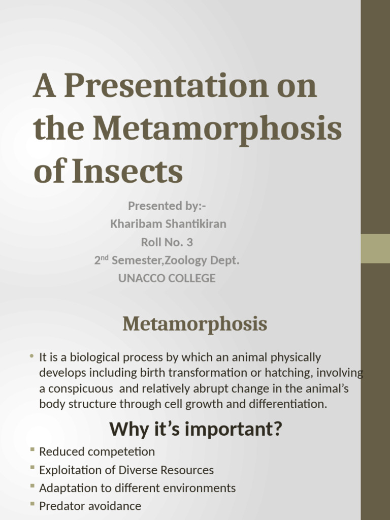Insect Metamorphosis Explained | PDF | Insects | Zoology
