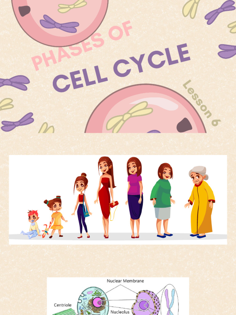 LESSON 6 Phases of The Cell Cycle | PDF