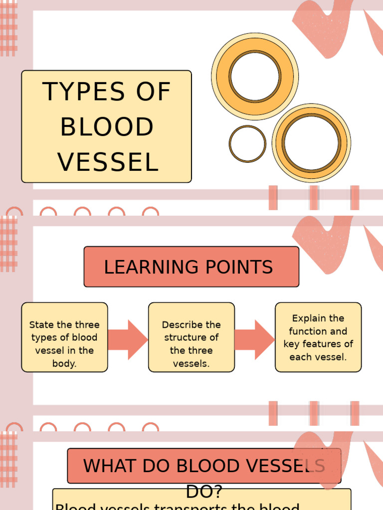 Types and Functions of Blood Vessels | PDF | Blood Vessel | Vein