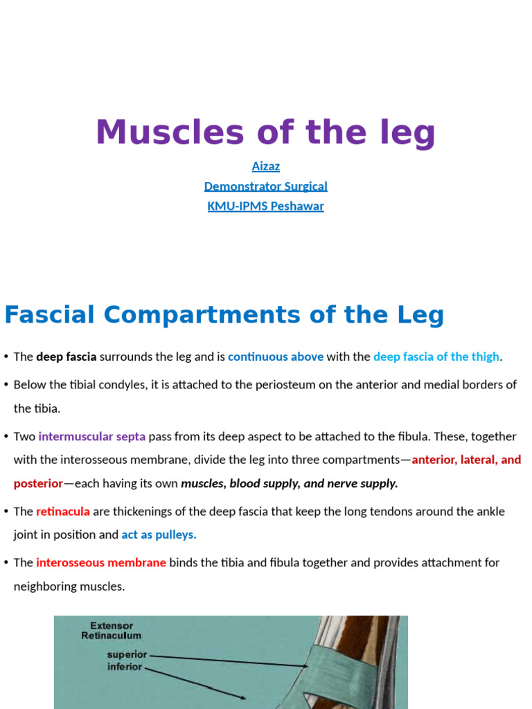 Foot Muscles: Plantar Flexion & Eversion | PDF | Foot | Human Leg