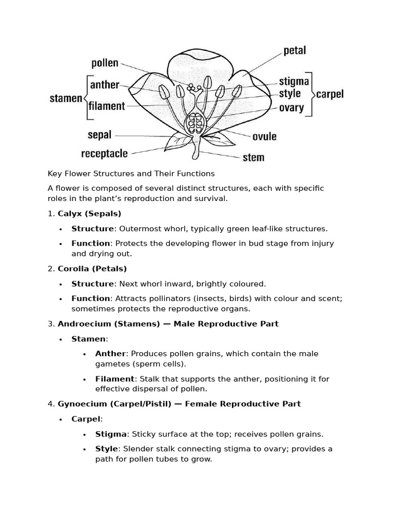 Key Flower Structures and Their Functions | PDF