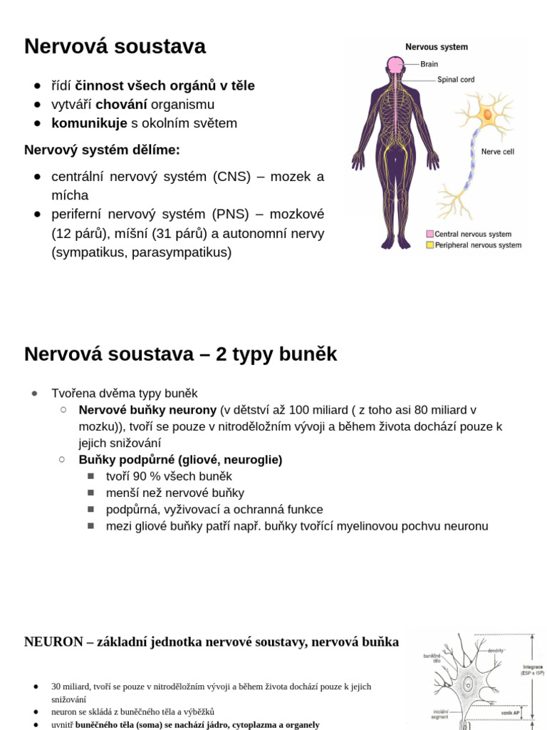 Nervová Soustava | PDF