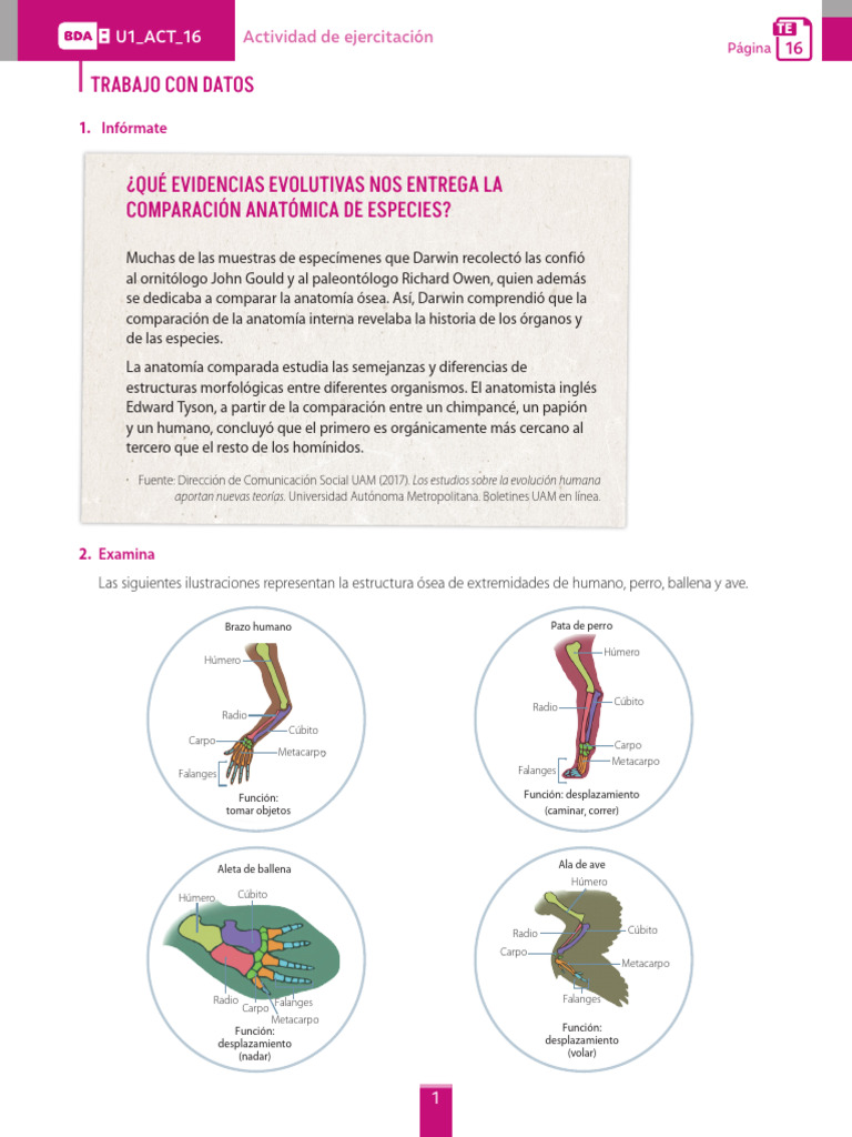 U1 Act 16evidencias | PDF | Evolución | Homología (biología)