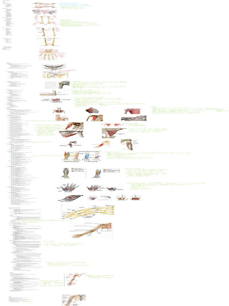 Upper Limb Anatomy and Joints Overview | PDF | Thumb | Arm