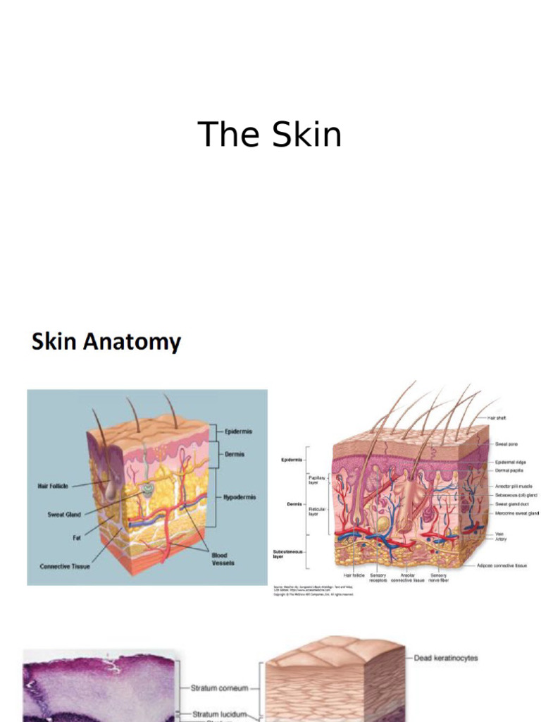 The Skin | PDF