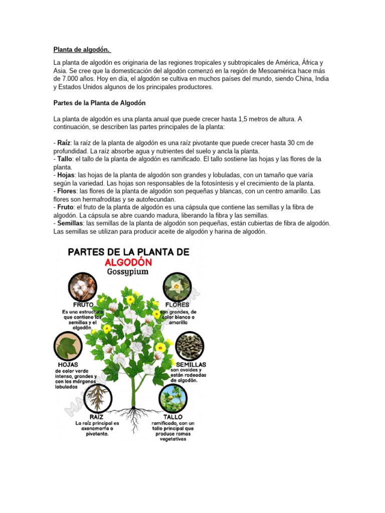 Partes y cultivo de la planta de algodón | PDF | Algodón | Plantas